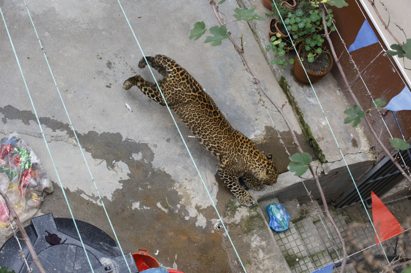 Leopard Enters A House In Sohna in Haryana: Khabar India Exclusive ...